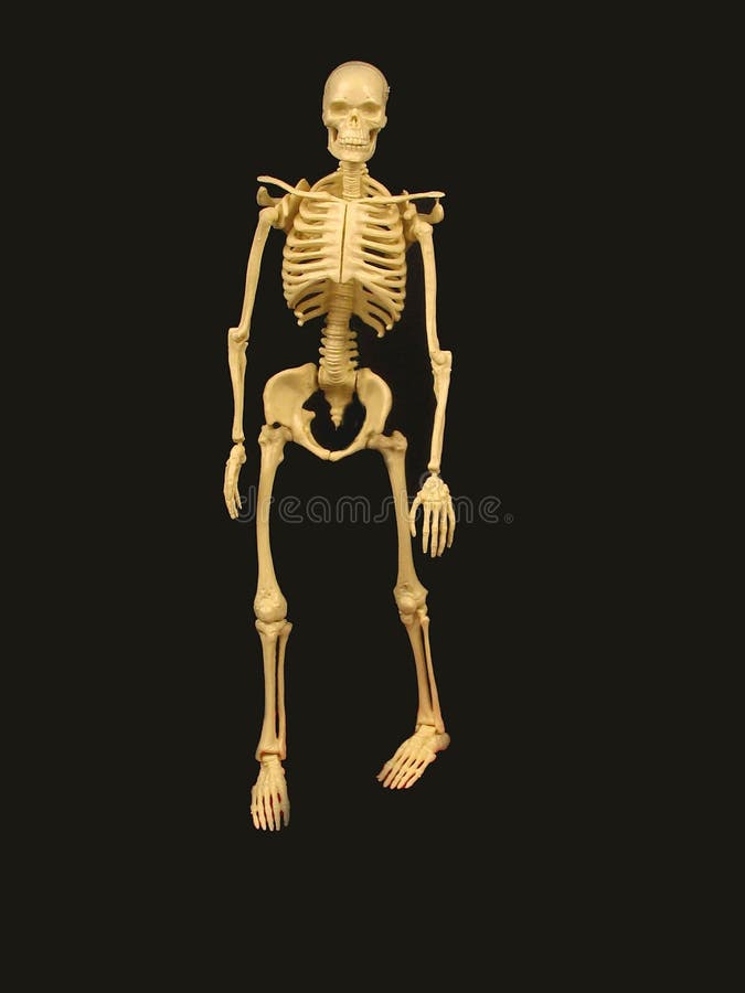 Single Human Skeleton on White Stock Image - Image of death, standing ...