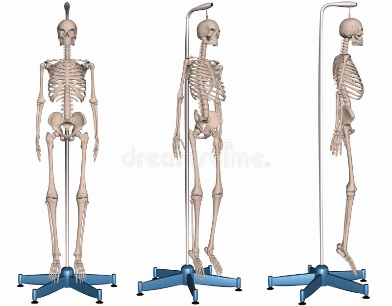 Skeleton on Stand stock illustration. Illustration of white - 18022813
