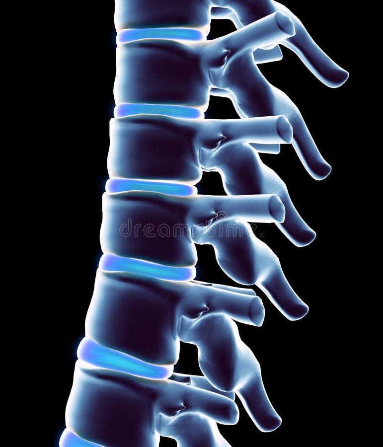 Skeleton System - X-ray Human Spine. Stock Illustration - Illustration ...