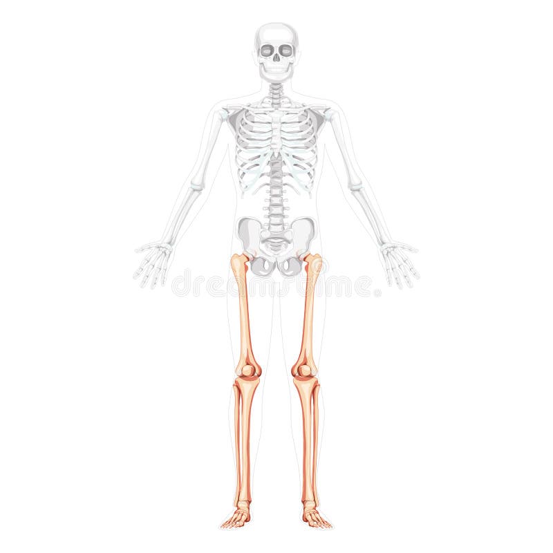 Skeleton Thighs and Legs Lower Limb Human Front View with Partly ...