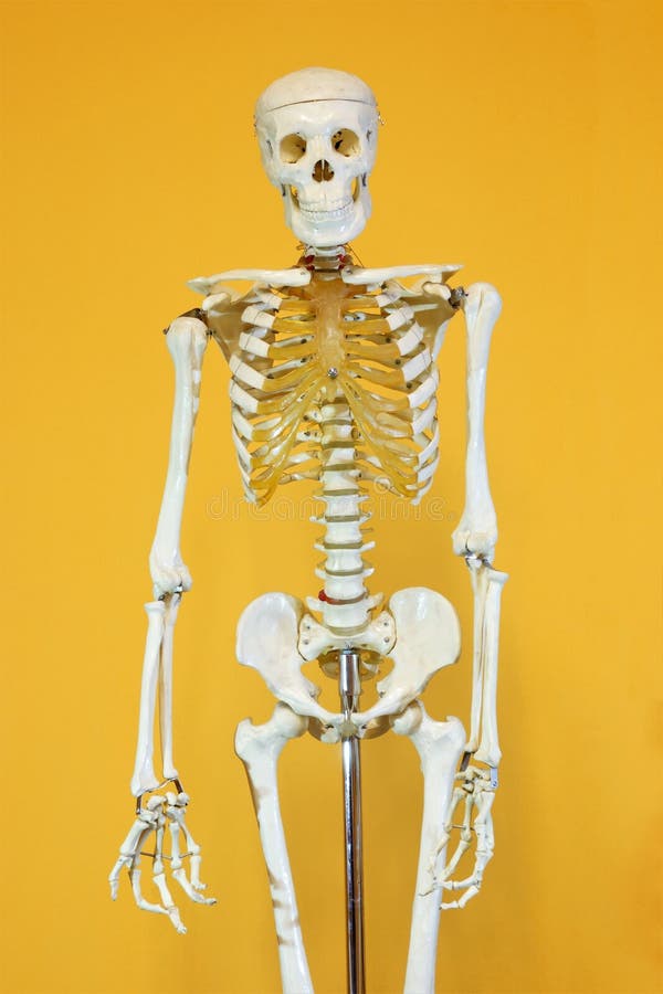 Skeleton. the Totality of the Bones of the Human Body Stock Image ...
