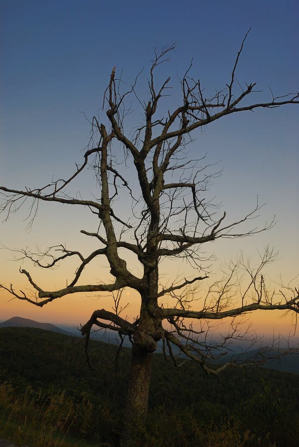 7,771 Skeleton Tree Stock Photos - Free & Royalty-Free Stock Photos ...