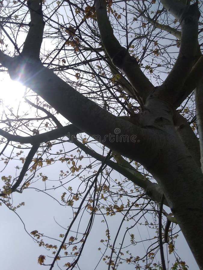 Skeleton of a tree stock photo. Image of snow, nature - 181342900