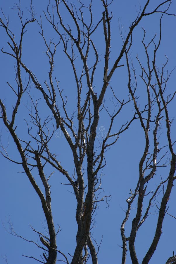 Skeleton tree stock image. Image of artistic, blue, dark - 70607855