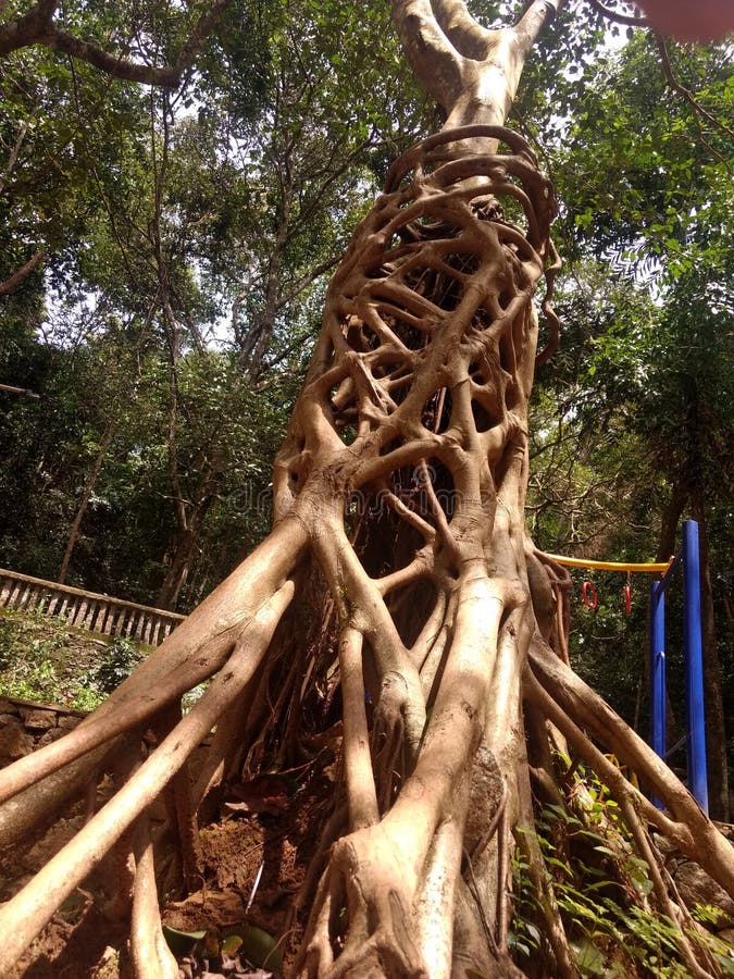 Skeleton Tree a Very Rare One Stock Photo - Image of rare, tree: 160288916