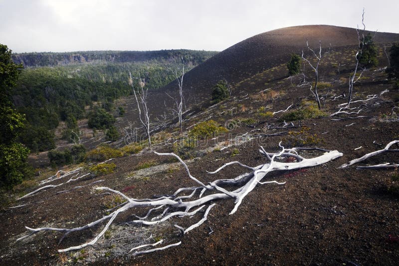 Skeleton Trees, Lava Field, Hawaii Stock Image - Image of islands ...