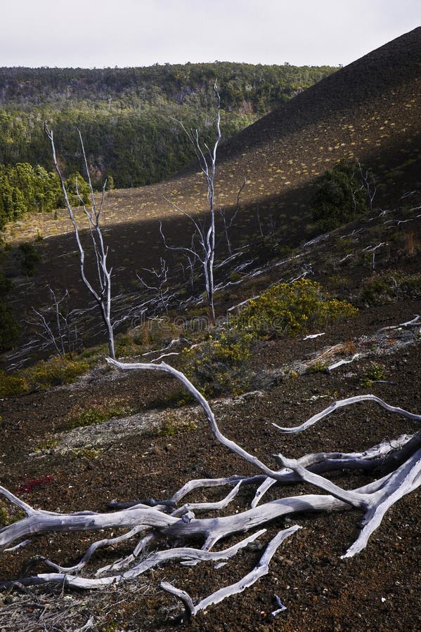 Skeleton Trees, Lava Field, Hawaii Stock Photo - Image of bloom ...