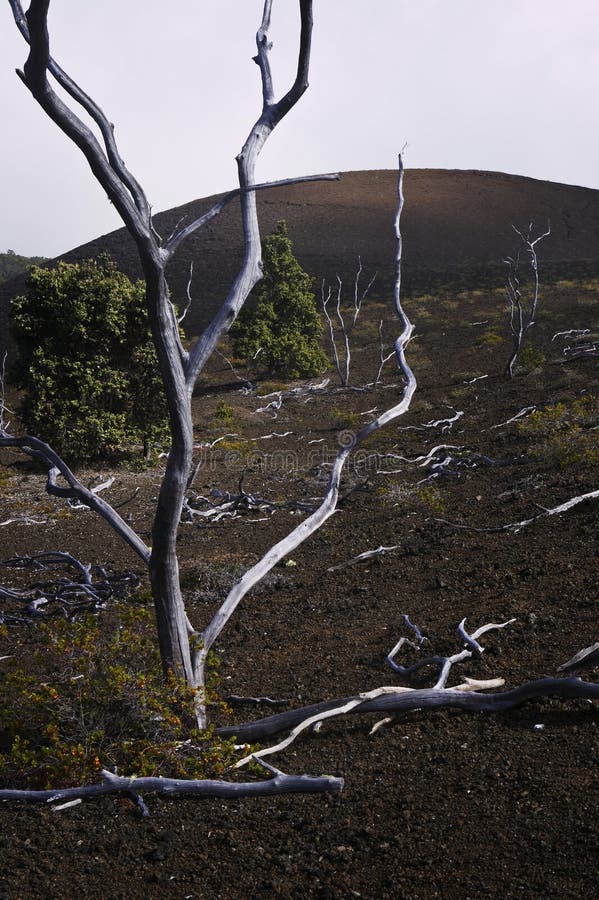 Skeleton Trees, Lava Field, Hawaii Stock Image - Image of fish ...