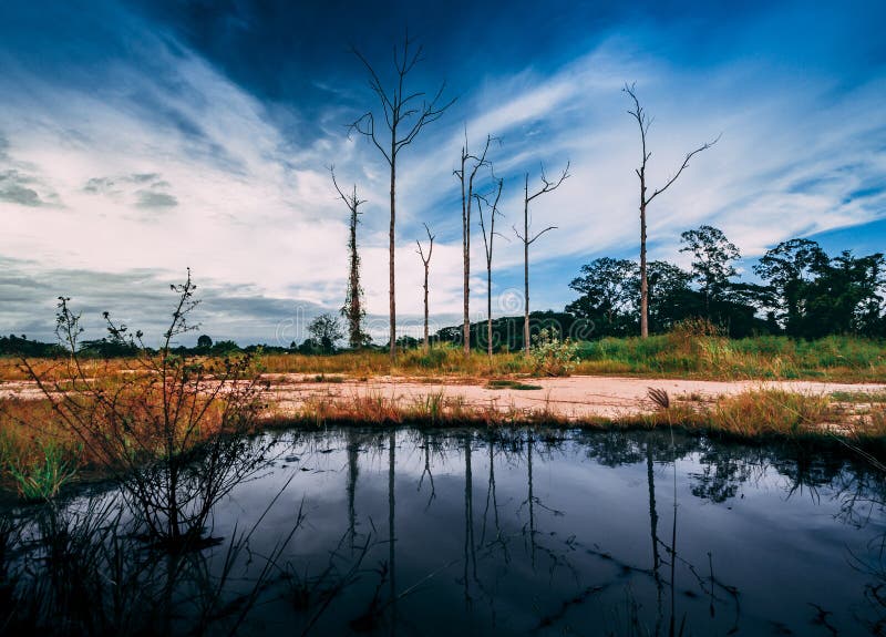 Skeleton Reflection in Puddle Stock Photo - Image of skeleton, surreal ...