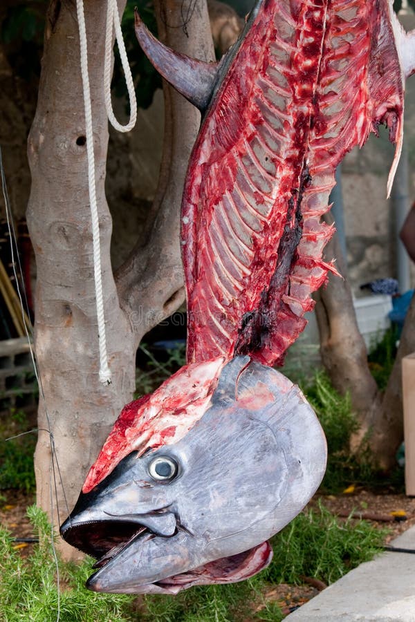 Skeleton of tuna fish stock photo. Image of hawker, seafood - 15497314
