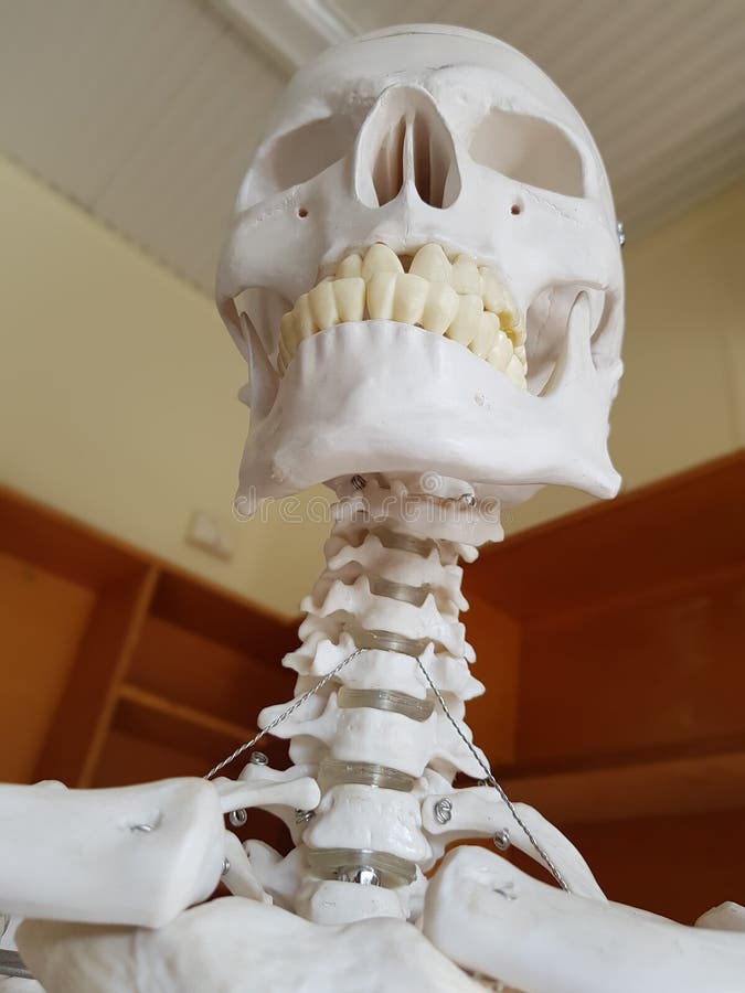 Skeleton stock image. Image of skull, skeleton, chin - 112253255