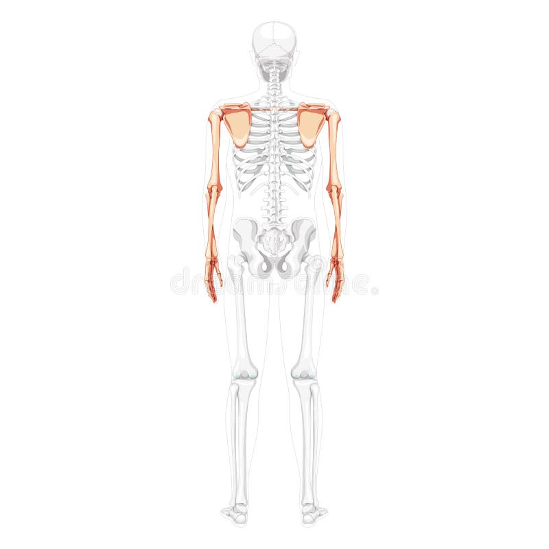 Arms Skeleton Human Back Posterior Dorsal View. Set of 3D Hands ...