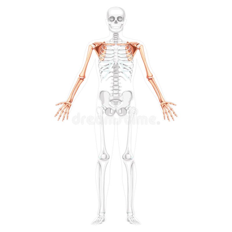 Arms Skeleton Human Back Posterior Dorsal View. Set of Hands, Forearms ...