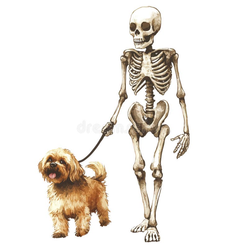 Skeleton Walking Dog on Leash Stock Image - Image of bone, furry: 339724099