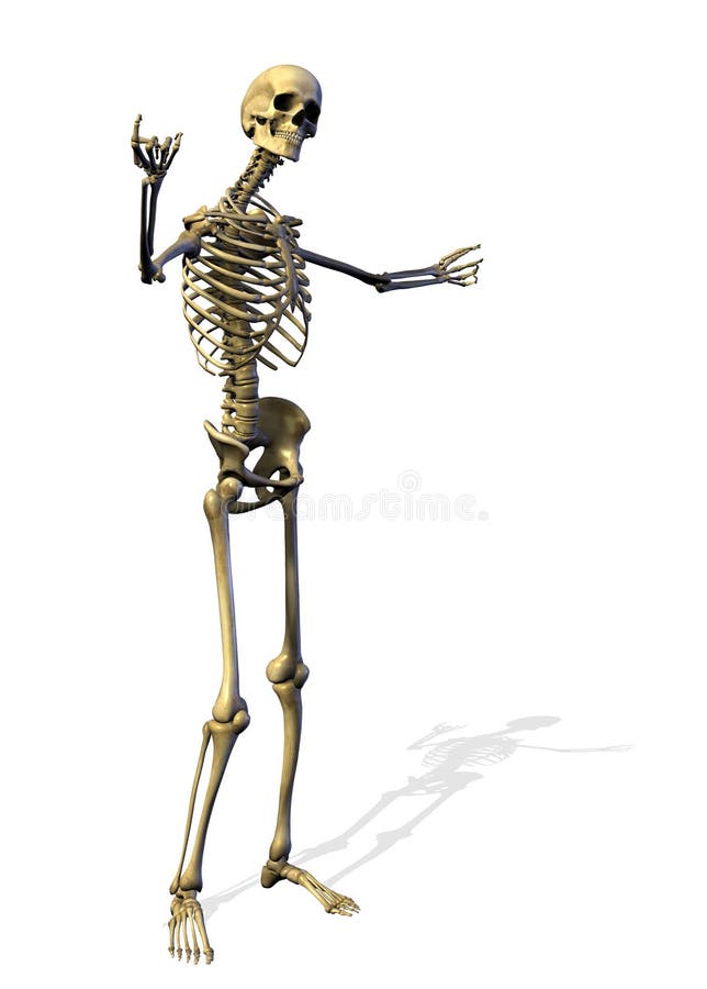 Cartoon Skeleton stock vector. Illustration of animated - 20742891