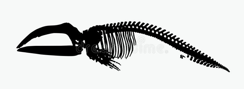 Skeleton a Whale Vector Illustration Stock Vector - Illustration of ...