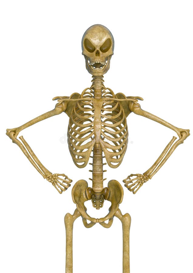 Skeleton in a White Background Doing a Power Pose Stock Illustration ...