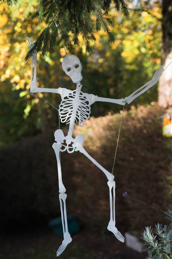 Skeleton stock image. Image of examination, dead, joint - 45382655