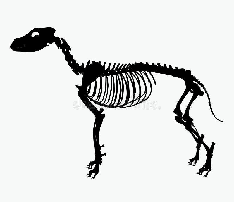 Skeleton of a Wolf Vector Illustration Stock Vector - Illustration of ...