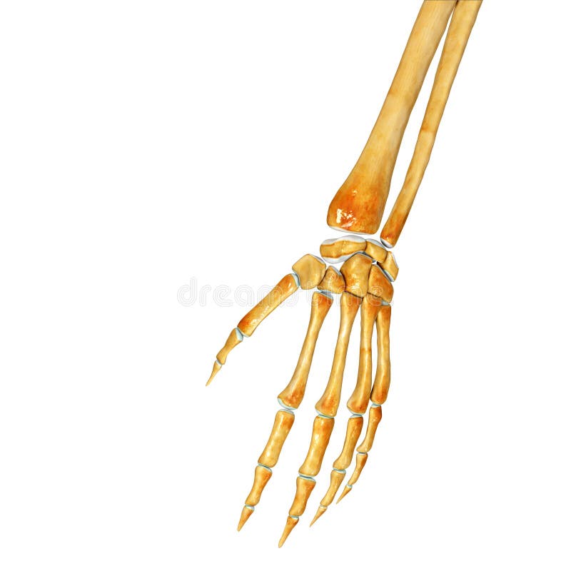 Skeleton wrist stock illustration. Illustration of handshake - 40200412