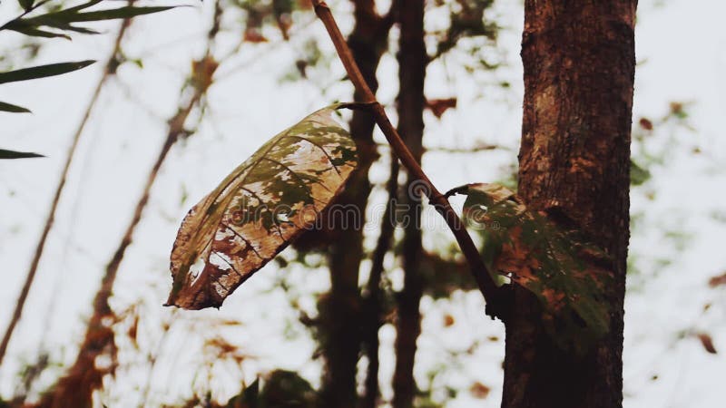 Skeletonization of Leaves in Nature Stock Video - Video of botany ...