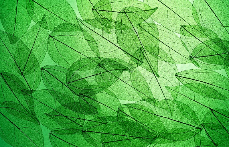 Skeletonized Leaves in the Light. Leaf Silhouette. Deciduous Background ...