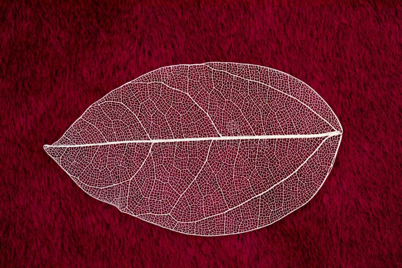Skeletonized Leaf of a Plant. Natural Materials for Crafts. Top View ...