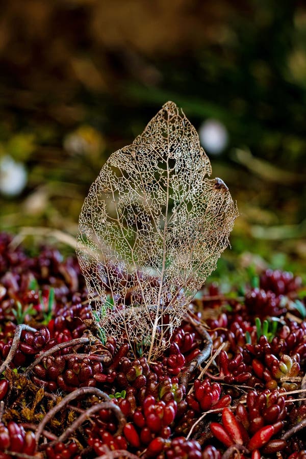 Skeletonized Leaf among Red Plants Stock Illustration - Illustration of ...