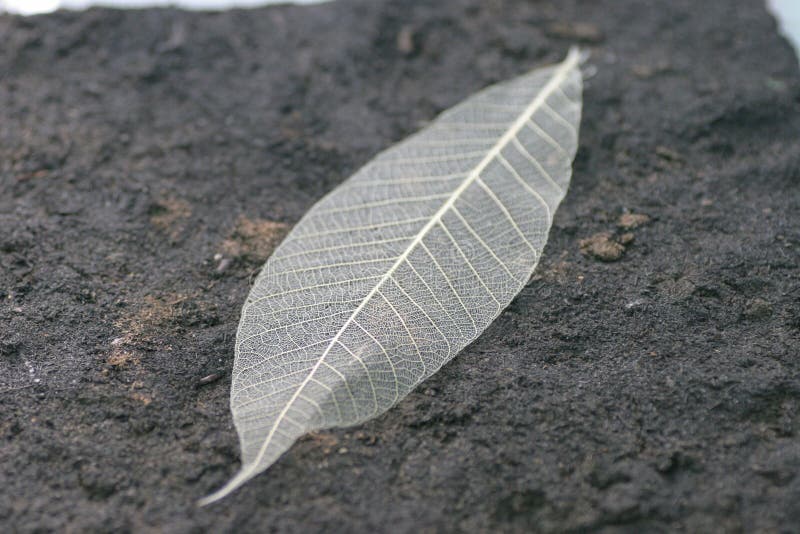 The Skeletonized Leaf of a Tree on a Earth Stock Photo - Image of tree ...