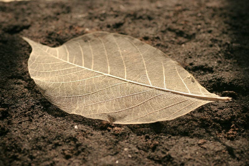The Skeletonized Leaf of a Tree on a Earth Stock Photo - Image of white ...