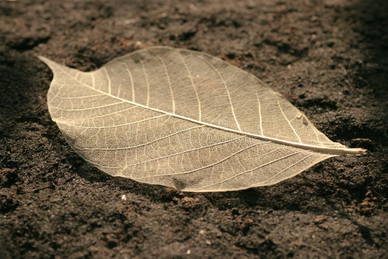 The Skeletonized Leaf of a Tree on a Earth Stock Image - Image of ...