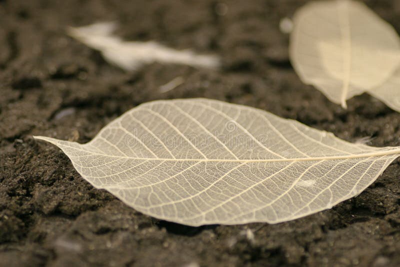 The Skeletonized Leaf of a Tree on a Earth Stock Image - Image of ...