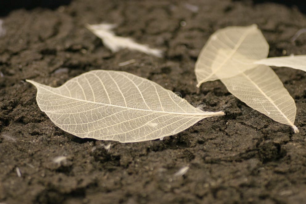 The Skeletonized Leaf of a Tree on a Earth Stock Photo - Image of ...