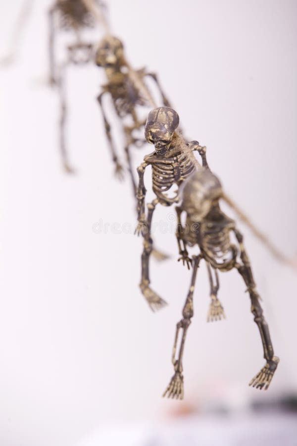 Skeletons stock image. Image of fear, treat, hanged, skeletons - 11274565
