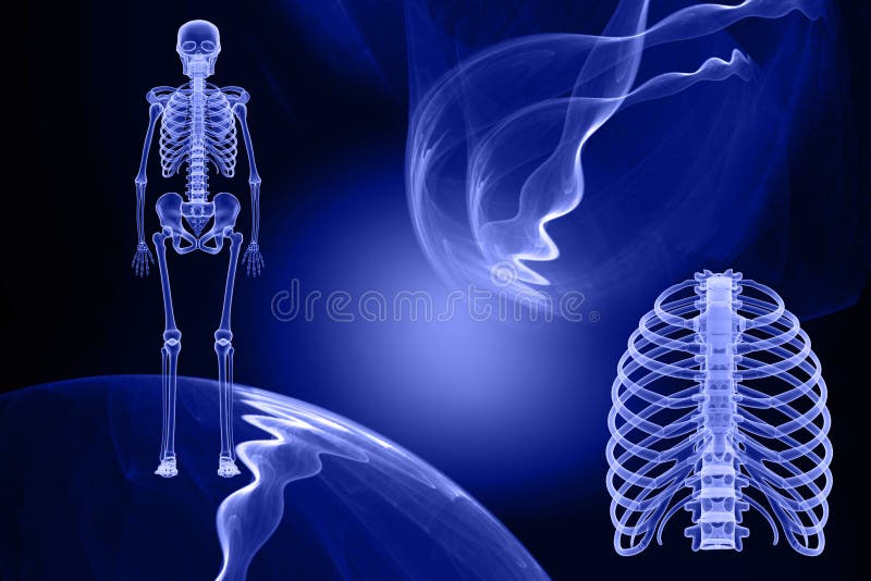 Human Anatomy Coloured Skeletons Stock Illustration - Illustration of ...