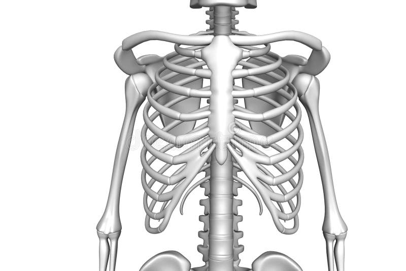 Rib Cage stock vector. Illustration of physiology, mesh - 13250227