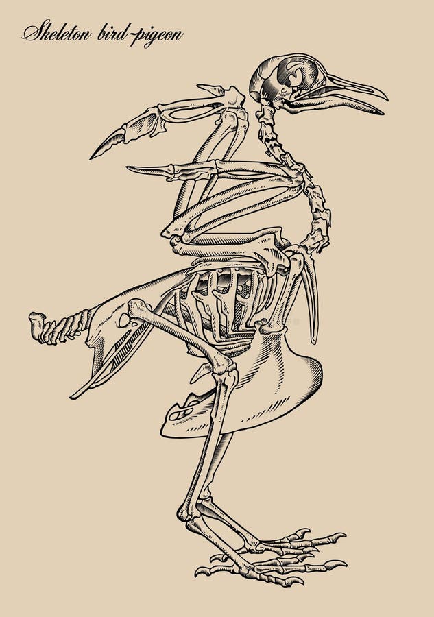 Sparrow Skeleton Diagram