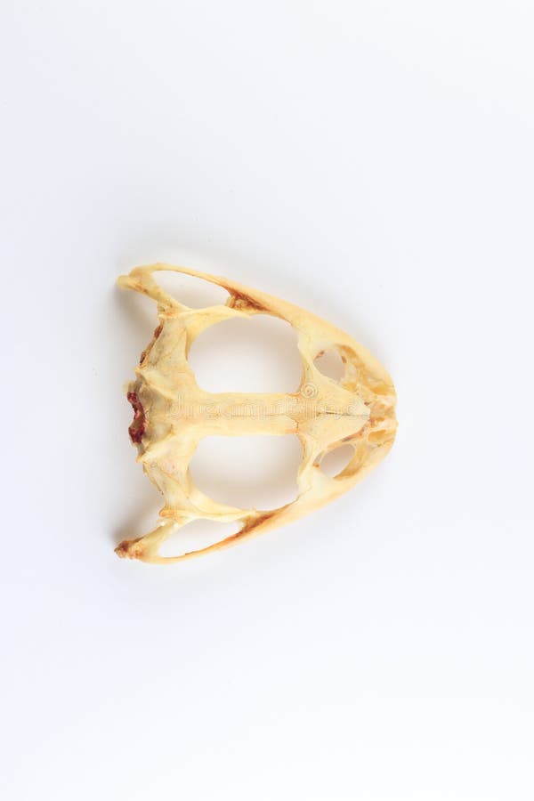 Ulna Scapula Stock Photos - Free & Royalty-Free Stock Photos from ...