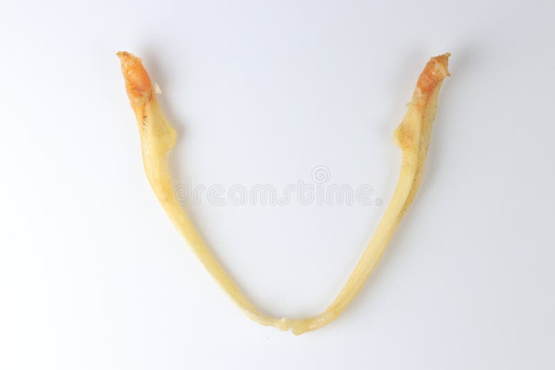 Ulna Scapula Stock Photos - Free & Royalty-Free Stock Photos from ...