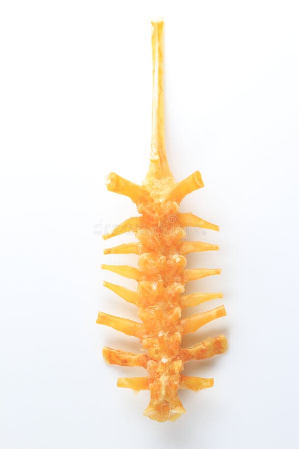 Skeletons Frog Bones in a Laboratory. Stock Image - Image of maxilla ...