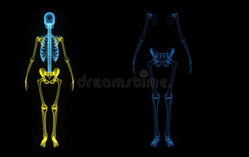 Skelett fotografering för bildbyråer. Bild av höft, extremiteter - 47649309