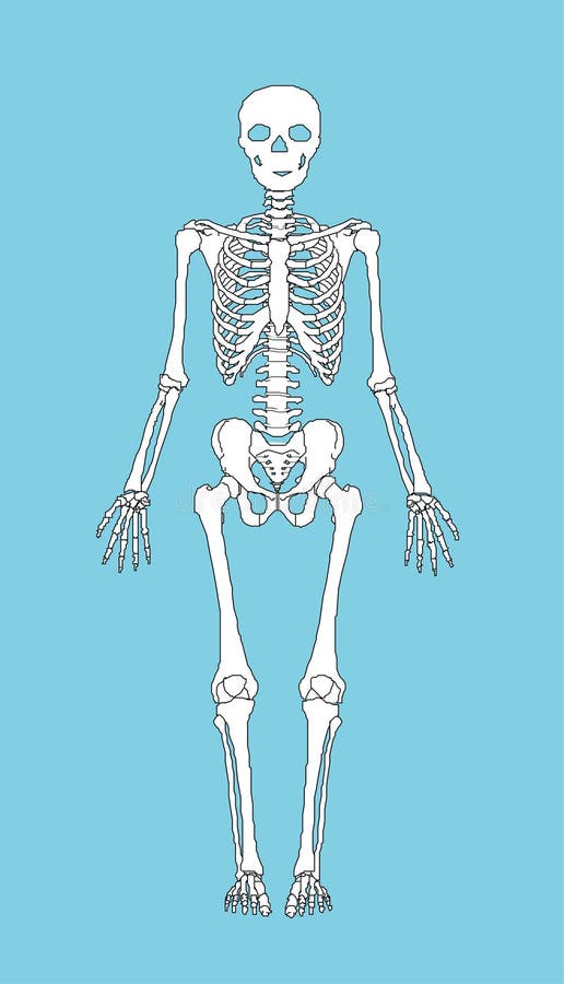 Skelett stock abbildung. Illustration von medizin, furchtsam - 830426