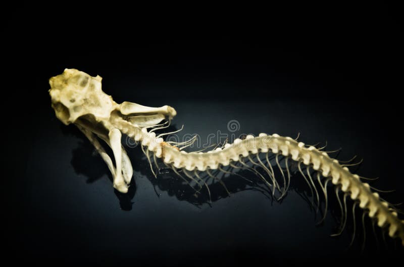 Skelett- orm arkivfoto. Bild av pytonorm, reptilar, skelett - 23035696