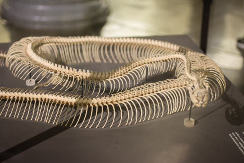 Skelett- orm redaktionell foto. Bild av utformning, huggorm - 81361600