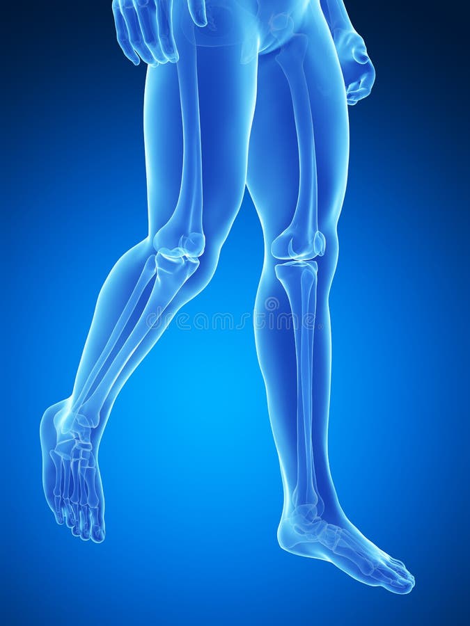 Knochen der Beine stock abbildung. Illustration von anatomie - 34164328