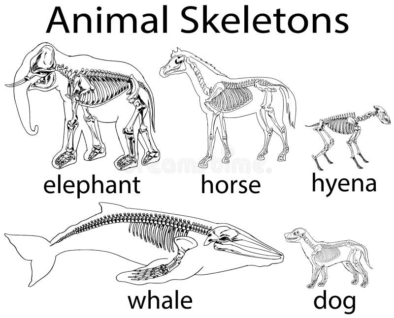 Skelette Des Unterschiedlichen Wilden Tieres Vektor Abbildung ...
