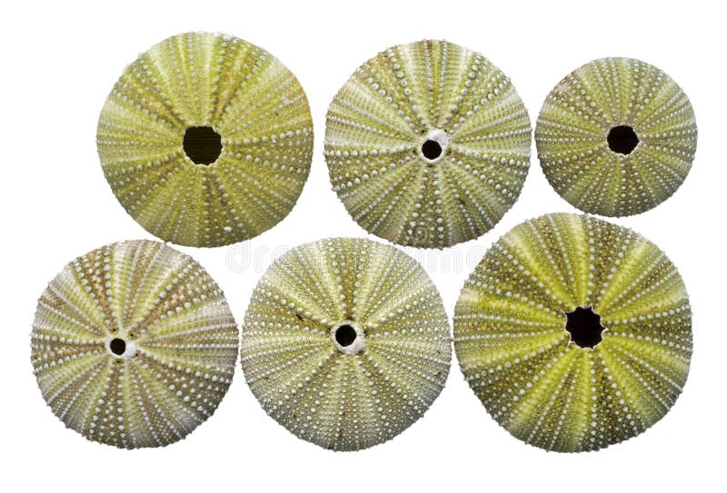 Skelette von Seeigeln 3 stockbild. Bild von nave, meer - 14500553