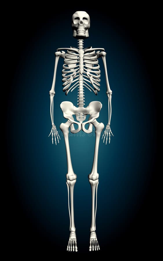 Human Skelton bones stock vector. Illustration of graphic - 17960048