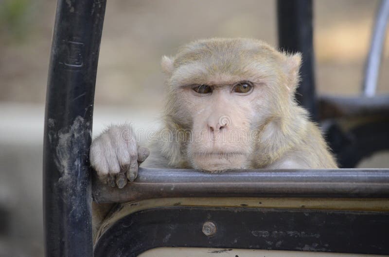 A Skeptical Look of a Monkey. Stock Image - Image of expression ...