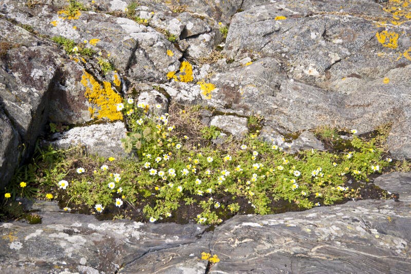 Skerry rocks stock photo. Image of pattern, archipelago - 37709392